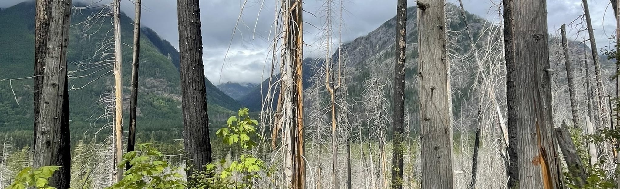 Newhalem Creek Trail, Washington - 13 Reviews, Map | AllTrails