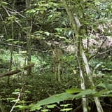 Bridge Loop Trail and Lake Loop Trail, Georgia - 840 Reviews, Map ...