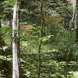 Bridge Loop Trail and Lake Loop Trail, Georgia - 840 Reviews, Map ...