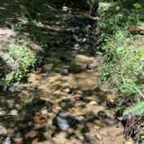 Bridge Loop Trail and Lake Loop Trail, Georgia - 840 Reviews, Map ...