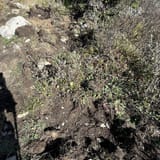 Skoki Loop Backpacking Trail, Alberta, Canada - 363 Reviews, Map ...