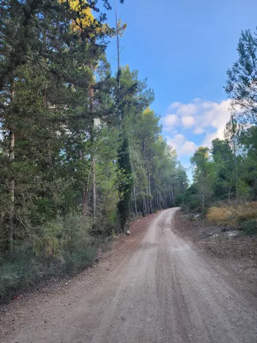 Best Hikes and Trails in Eshtaol Forest | AllTrails
