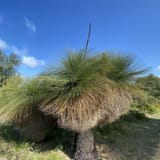 Yanchep Rose Trail, Western Australia, Australia - 131 Reviews, Map ...