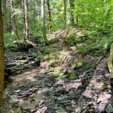 Tioga West Rim Trail, Pennsylvania - 551 Reviews, Map | AllTrails