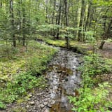 Tioga West Rim Trail, Pennsylvania - 482 Reviews, Map | AllTrails