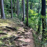 Tioga West Rim Trail, Pennsylvania - 551 Reviews, Map | AllTrails