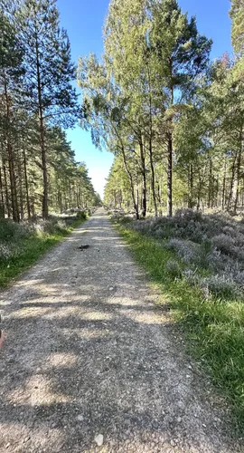 Best Hikes and Trails in Culbin Forest | AllTrails