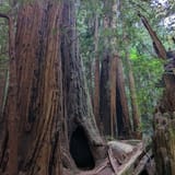 Bootjack Loop, California - 1,663 Reviews, Map | AllTrails