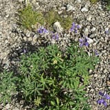 Flower Ridge, British Columbia, Canada - 216 Reviews, Map | AllTrails