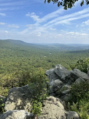 2023 Best Forest Trails in New Ringgold | AllTrails