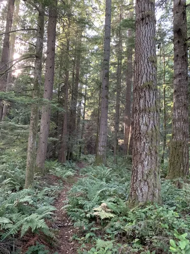 Best Hikes and Trails in Pilchuck Tree Farm | AllTrails