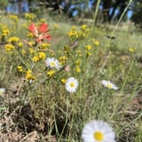 Campbell Mesa Loop, Arizona - 1,196 Reviews, Map | AllTrails