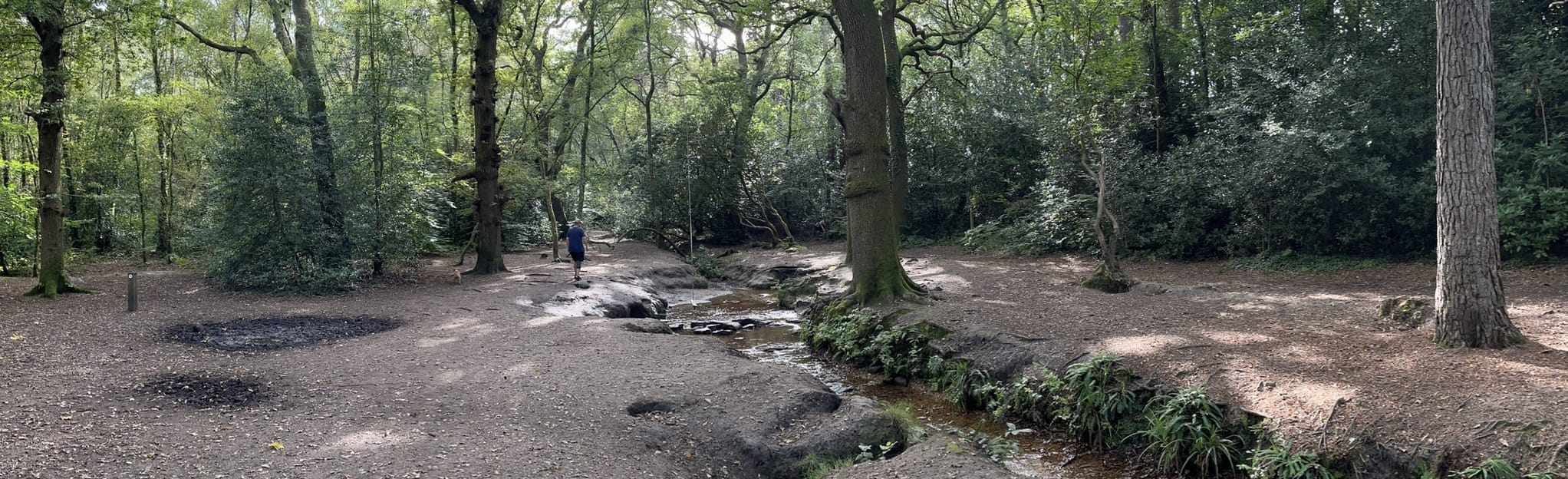 Delph Woods Upper Circular, Dorset, England - 7 Reviews, Map | AllTrails
