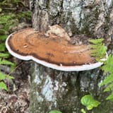 Arcadia Trail Loop, Rhode Island - 279 Reviews, Map | AllTrails