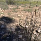 Campbell Mesa Loop, Arizona - 1,204 Reviews, Map | AllTrails