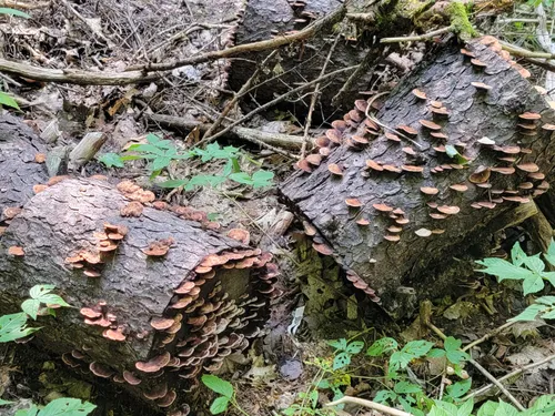 Best Hikes and Trails in Mount Blue State Park | AllTrails