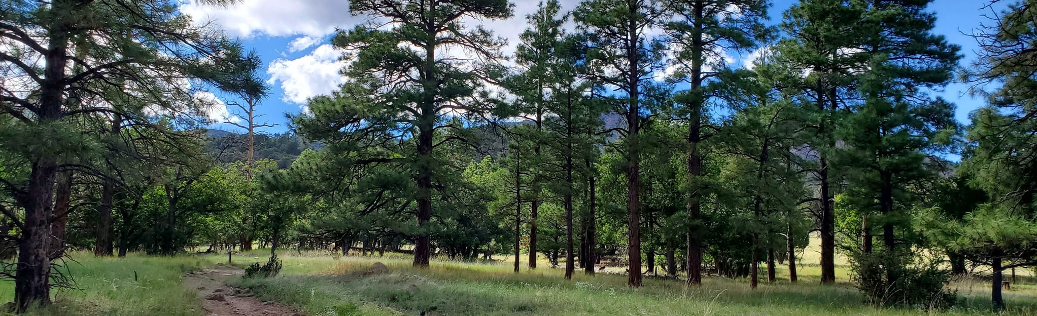 Sandy Seep Trail, Arizona - 633 Reviews, Map | AllTrails