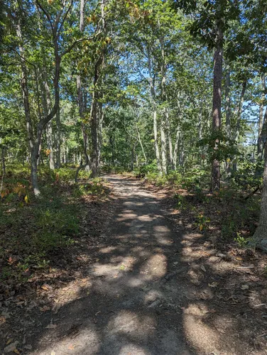 Best Hikes and Trails in Cape May County Park | AllTrails