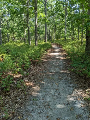 Best Hikes and Trails in Cape May County Park | AllTrails