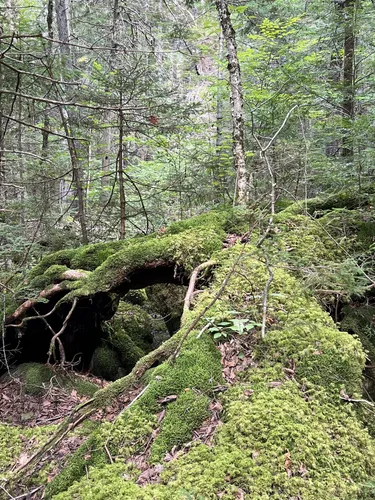 Best Hikes and Trails in Spednic Lake Provincial Park | AllTrails