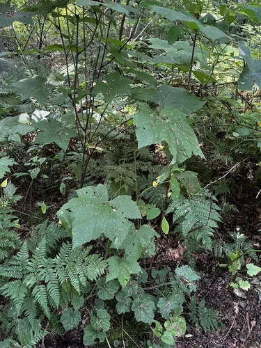 Best Hikes and Trails in Birch Bay State Park | AllTrails