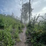 Old Loggers and Stony Trail Loop, Pennsylvania - 54 Reviews, Map ...