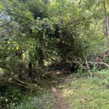 Old Loggers and Stony Trail Loop, Pennsylvania - 54 Reviews, Map ...