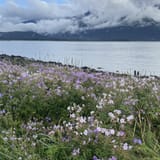 Seward Waterfront Shore Path, Alaska - 324 Reviews, Map | AllTrails