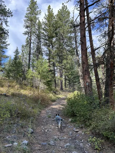 Best 10 Hikes and Trails in Rattlesnake National Recreation Site ...