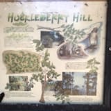 Huckleberry Hill Loop Trail, California - 845 Reviews, Map | AllTrails