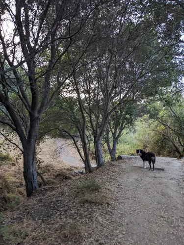 Best Hikes and Trails in Albany Hill Park | AllTrails
