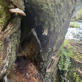 Greer Spring Trail, Missouri - 338 Reviews, Map | AllTrails