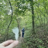 Greer Spring Trail, Missouri - 338 Reviews, Map | AllTrails