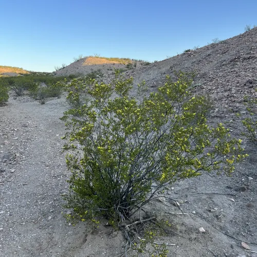 2023 Best Wild Flowers Trails in Dona Ana | AllTrails