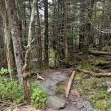 Mount Buckley via Clingmans Dome Bypass Trail, North Carolina - 886 ...