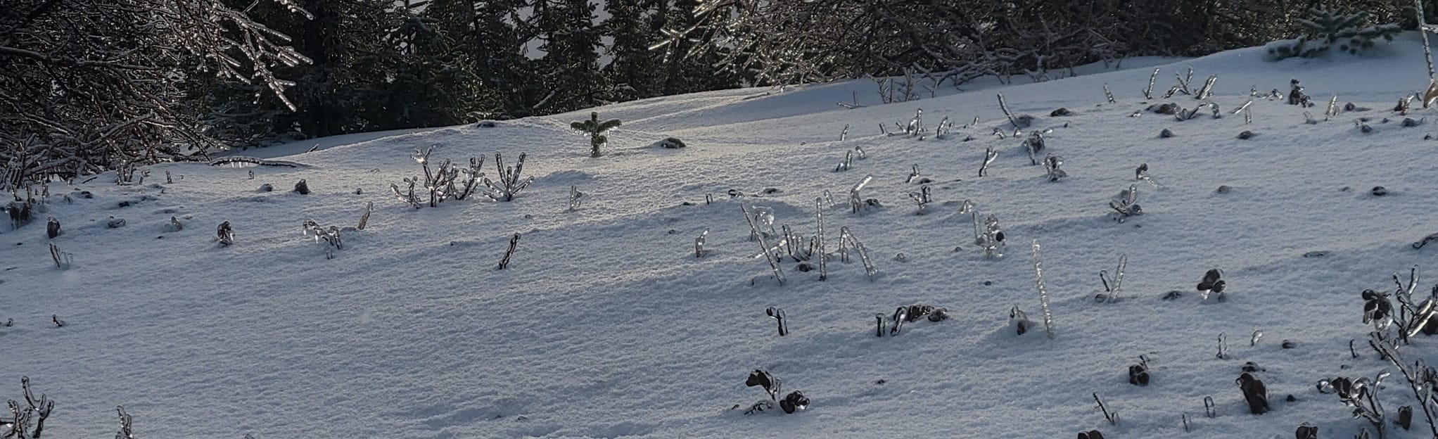The Spout Snowshoe Route: 124 Reviews, Map - Newfoundland and Labrador ...