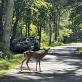 Limberlost Trail, Virginia - 800 Reviews, Map | AllTrails