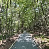 Limberlost Trail, Virginia - 800 Reviews, Map | AllTrails