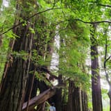Stout Memorial Grove Trail, California - 2,261 Reviews, Map | AllTrails
