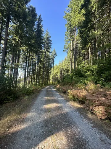 10 Best Hikes and Trails in Yacolt Burn State Forest | AllTrails