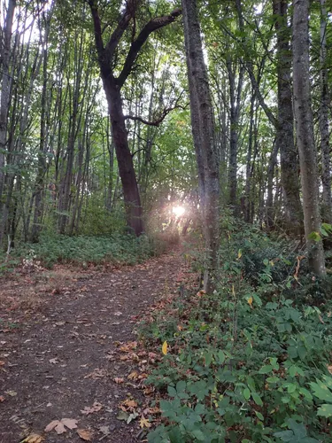 Best Hikes and Trails in Salmon Creek Ravine Park | AllTrails