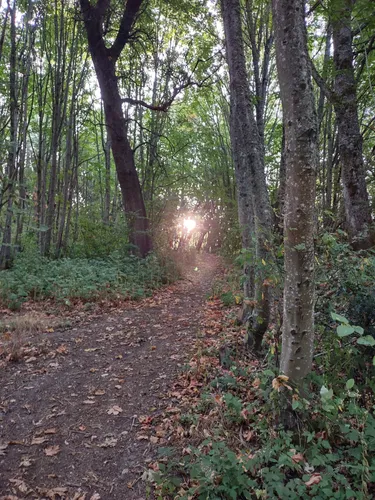 Best Hikes and Trails in Salmon Creek Ravine Park | AllTrails