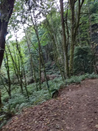 Best Hikes and Trails in Salmon Creek Ravine Park | AllTrails