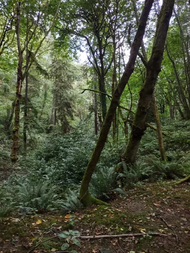 Best Hikes and Trails in Salmon Creek Ravine Park | AllTrails