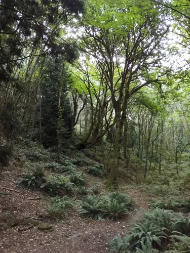Best Hikes and Trails in Salmon Creek Ravine Park | AllTrails