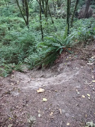 Best Hikes and Trails in Salmon Creek Ravine Park | AllTrails