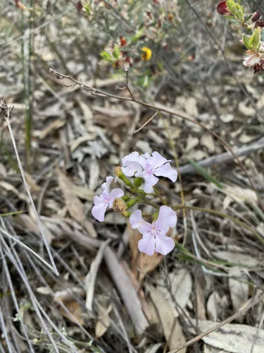 Best Hikes and Trails in Wandoo National Park | AllTrails