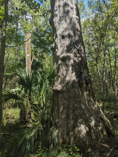 Best 10 Hikes and Trails in Goethe State Forest | AllTrails