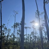 Long Pine Key Trail, Florida - 189 Reviews, Map | AllTrails