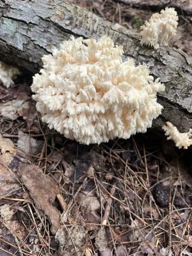 Best Hikes and Trails in Big Pokiok Nature Park | AllTrails